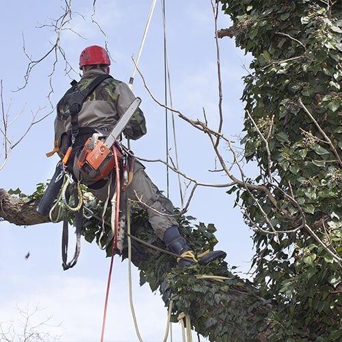 Winter Tree Care | American Arbor