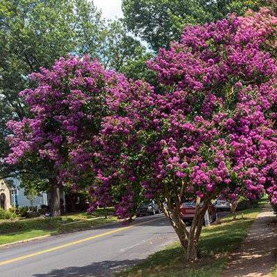 Transform Your Yard | American Arbor