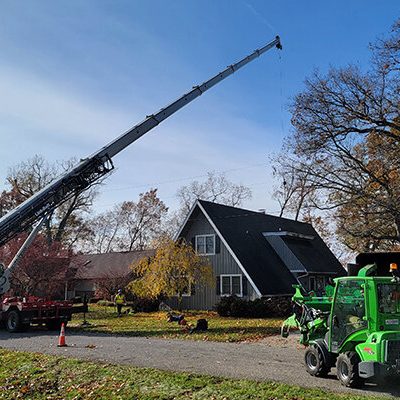 Latest News | Tree Service Experts | American Arbor LLC