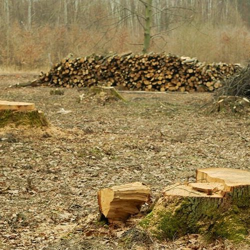 Land Clearing & Stump Removal | American Arbor